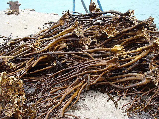 Seaweed Peruvian export Algas marinas Perú